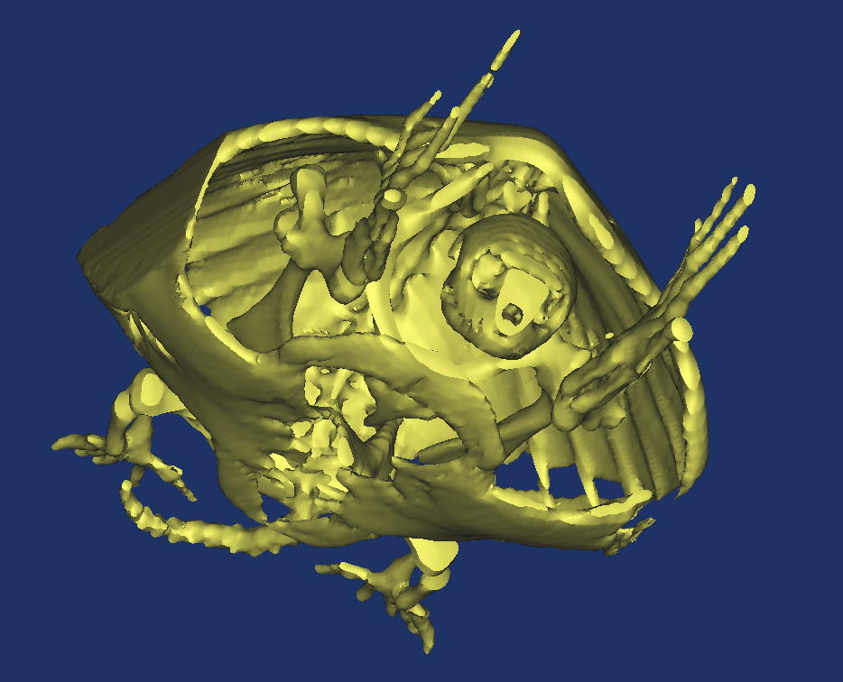 In focus: Chelonians (turtles and tortoises) – Anatomy To You