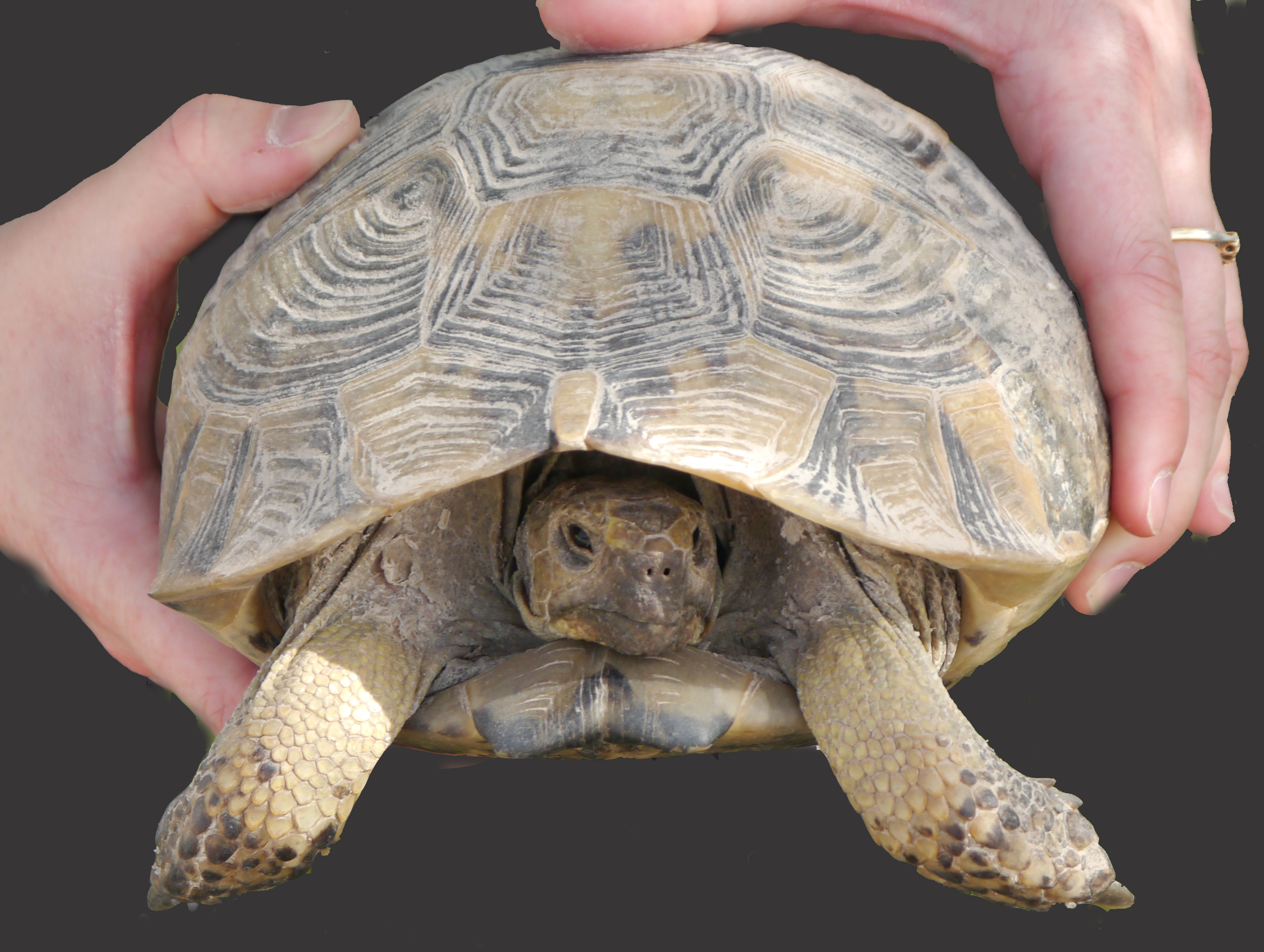 In focus: Chelonians (turtles and tortoises) – Anatomy To You