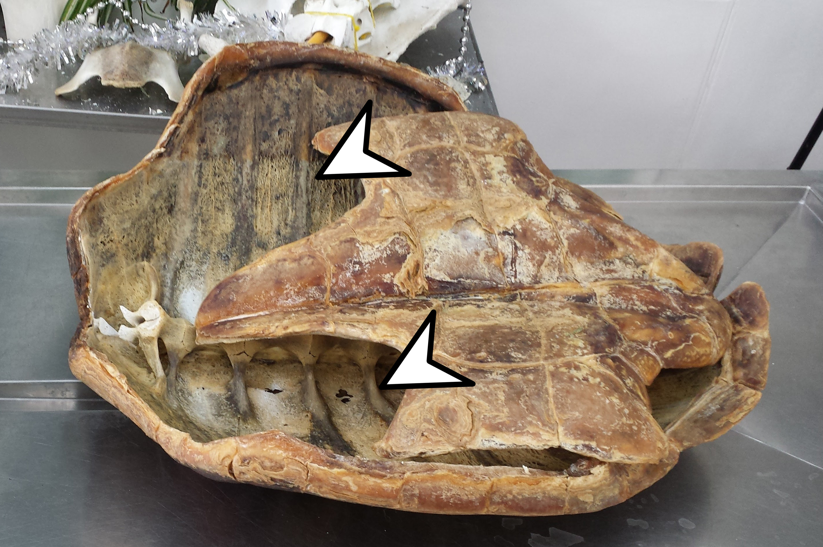 In focus: Chelonians (turtles and tortoises) – Anatomy To You