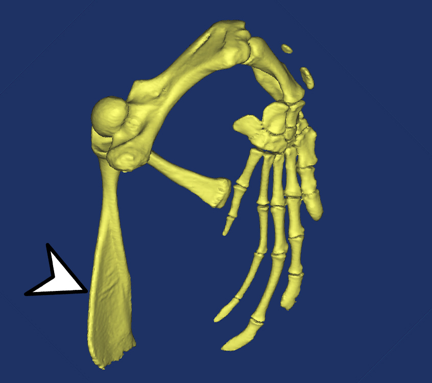 In focus: Chelonians (turtles and tortoises) – Anatomy To You