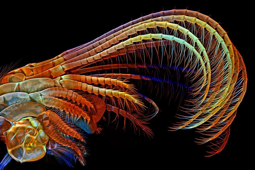 Barnacle cirri – Anatomy To You