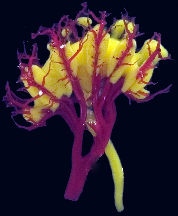 Resin cast of a canine kidney – Anatomy To You