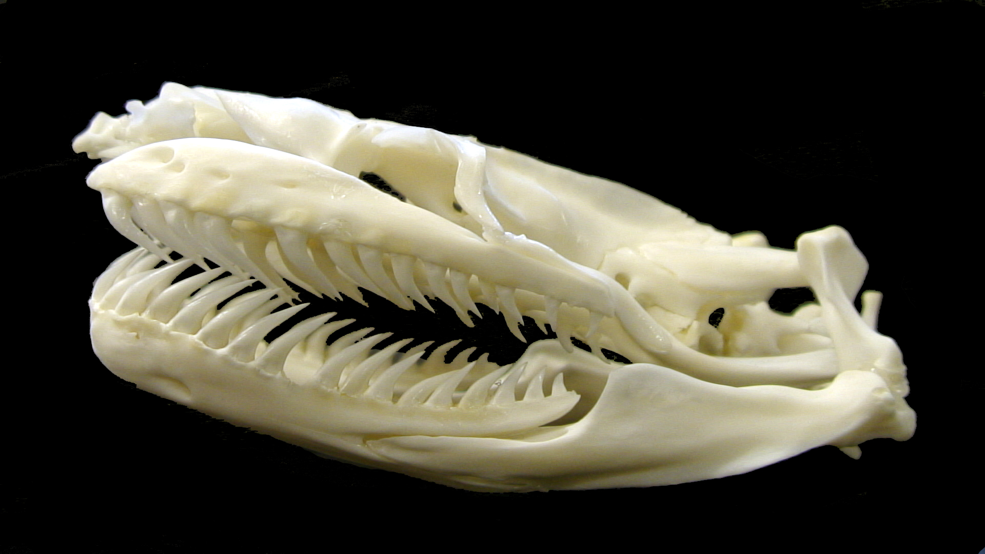 Skull of a python: can snakes hear through their jaws? – Anatomy To You