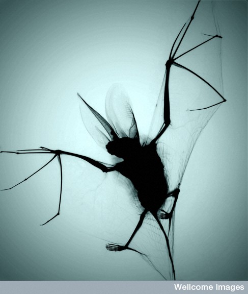 X-ray shows the bone structure of a bat’s wings – Anatomy To You