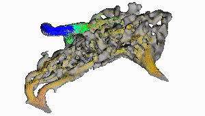 In Focus: Vascular ‘safety net’ doesn’t protect the brains of giraffes ...