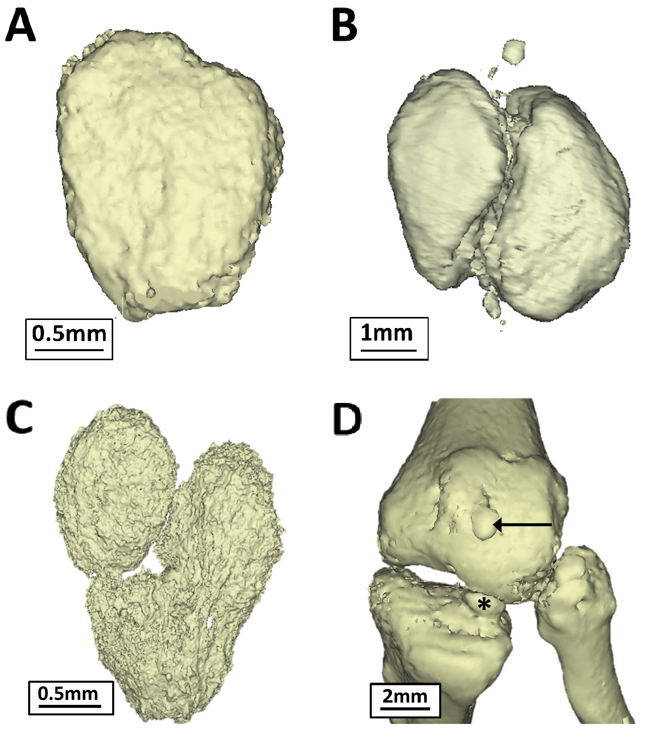 In focus: How the tuatara got its knees – Anatomy To You