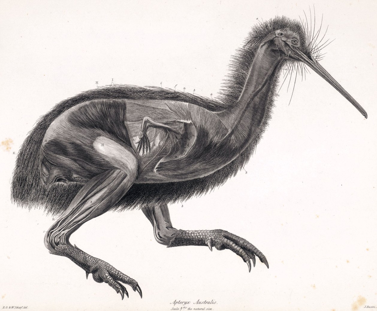 Kiwi X-ray shows the huge size of her egg – Anatomy To You