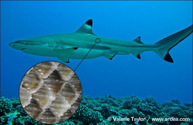 In Focus: ‘Skin teeth’ stories: using shark denticles to look to their ...