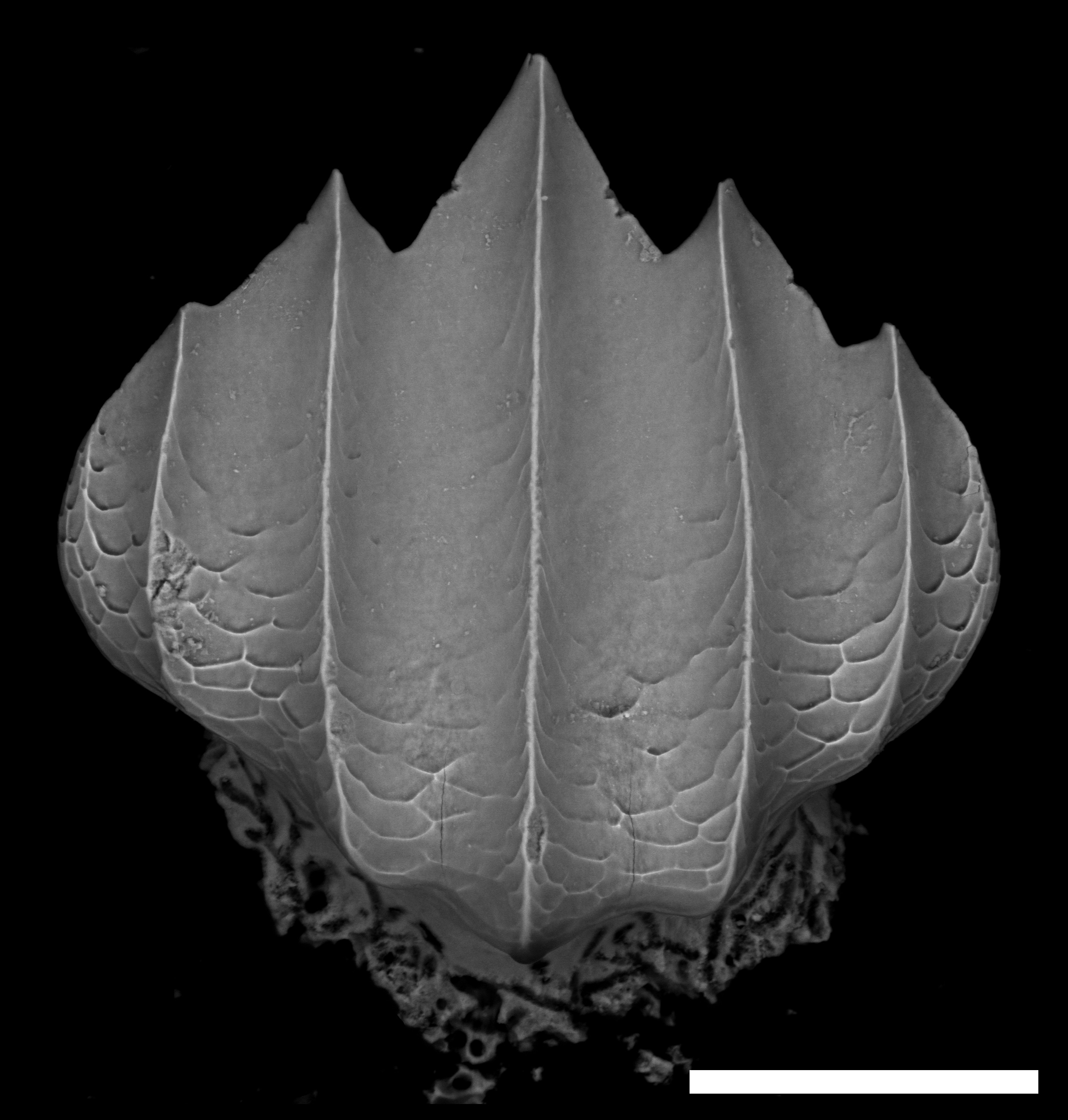 Fig. 2 Carcharhinus falciformis, body, 275x, scale 100um – Anatomy To You