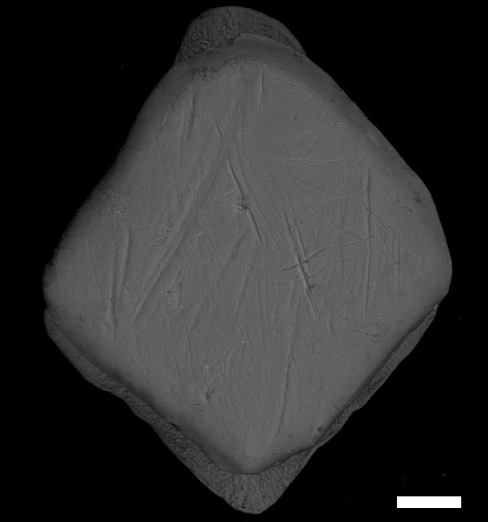 In Focus: ‘Skin teeth’ stories: using shark denticles to look to their ...