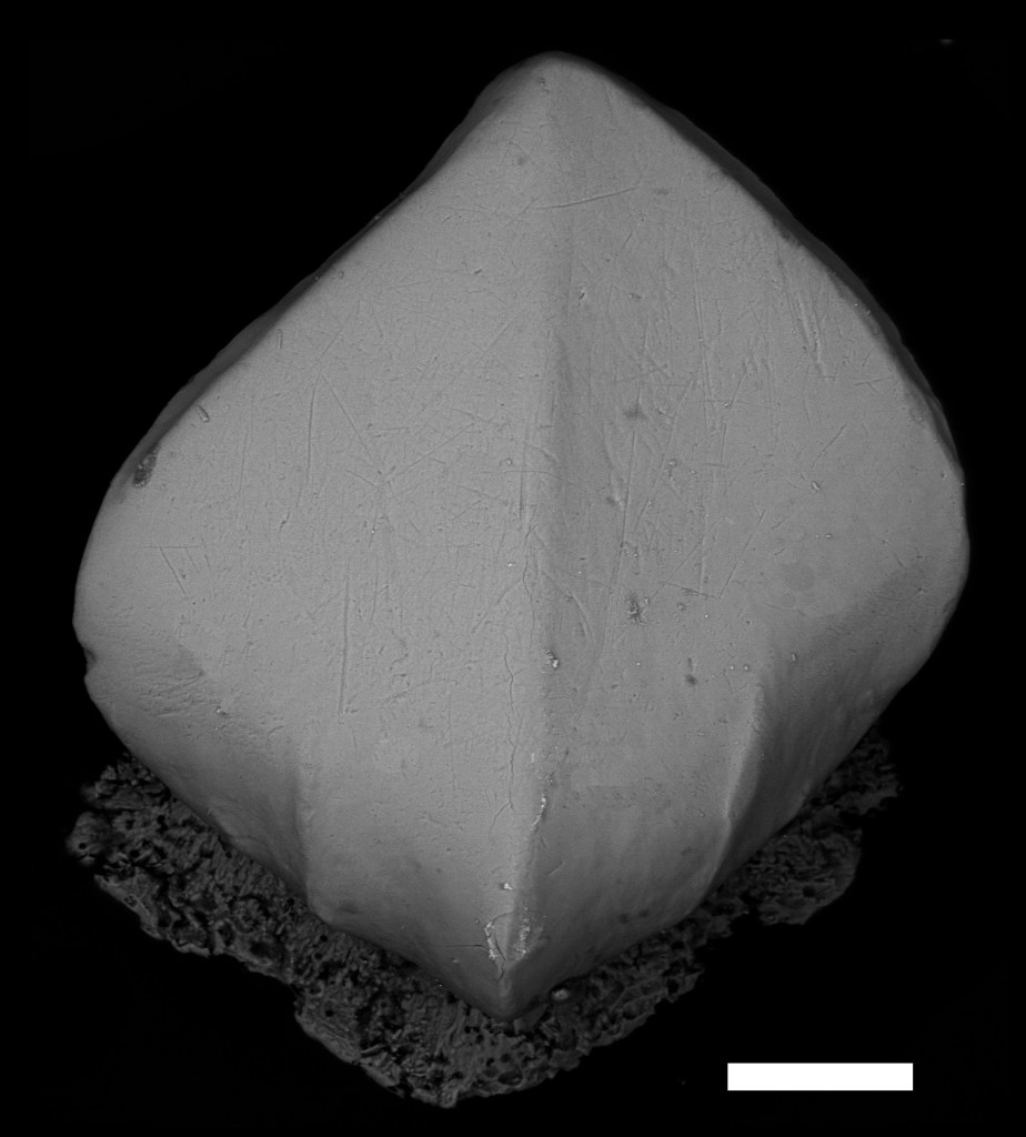 In Focus: ‘Skin teeth’ stories: using shark denticles to look to their ...