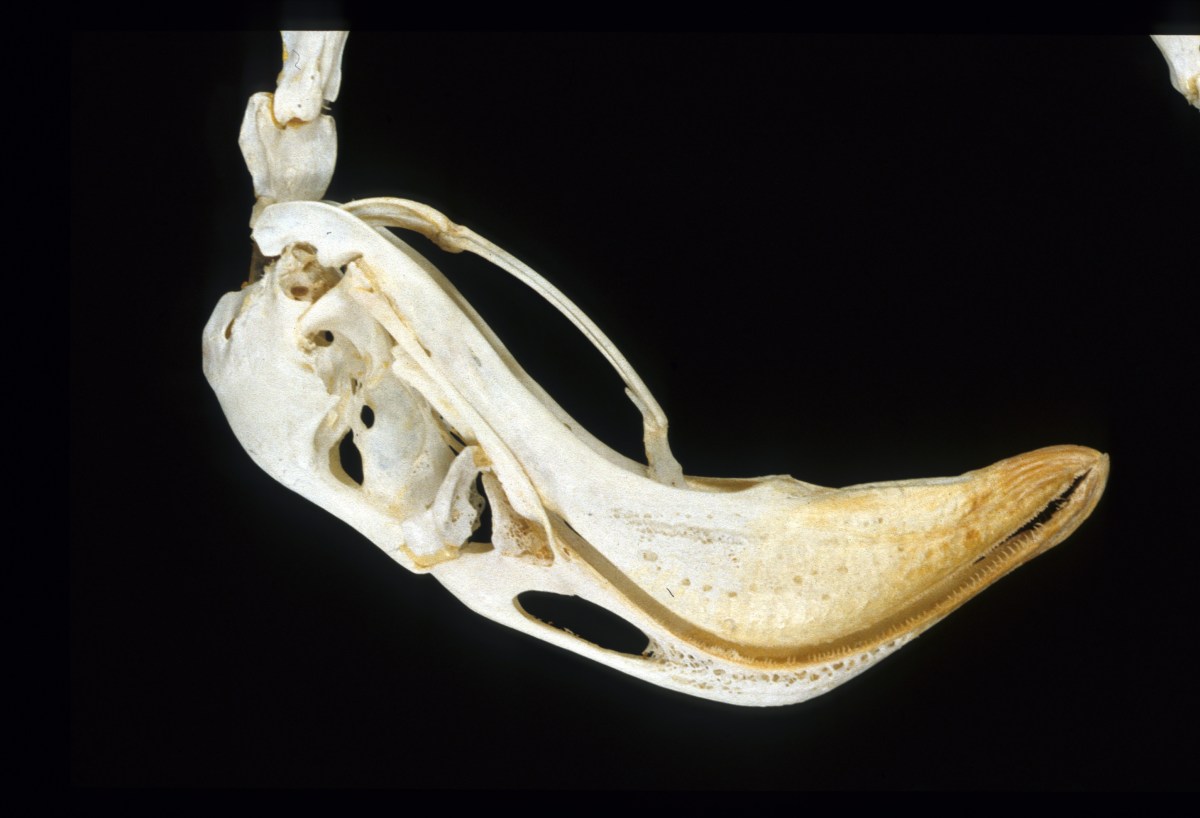 Flamingo skull shows adaptations to life feeding upside down – Anatomy ...