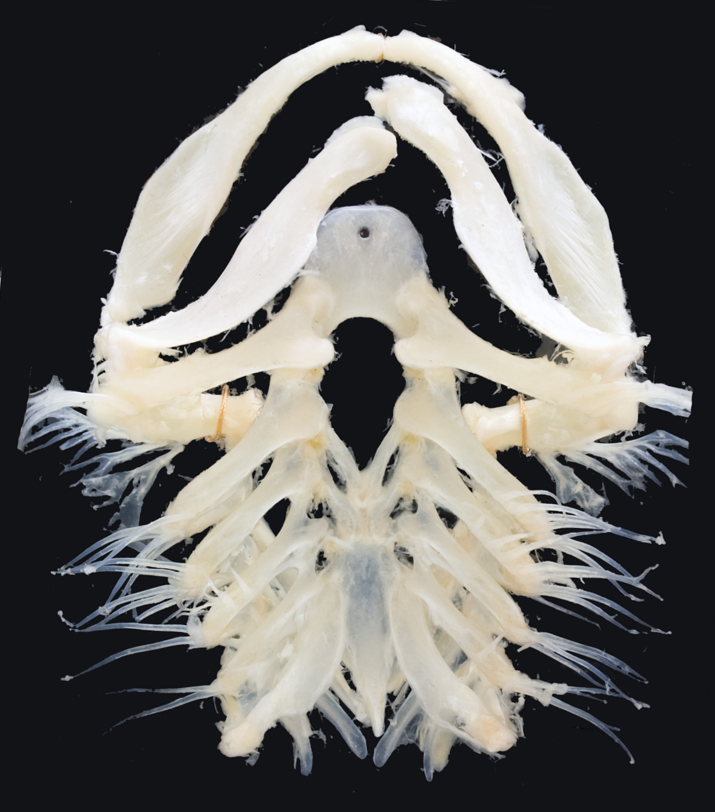 Branchial basket of the dogfish Squalus acanthias – Anatomy To You
