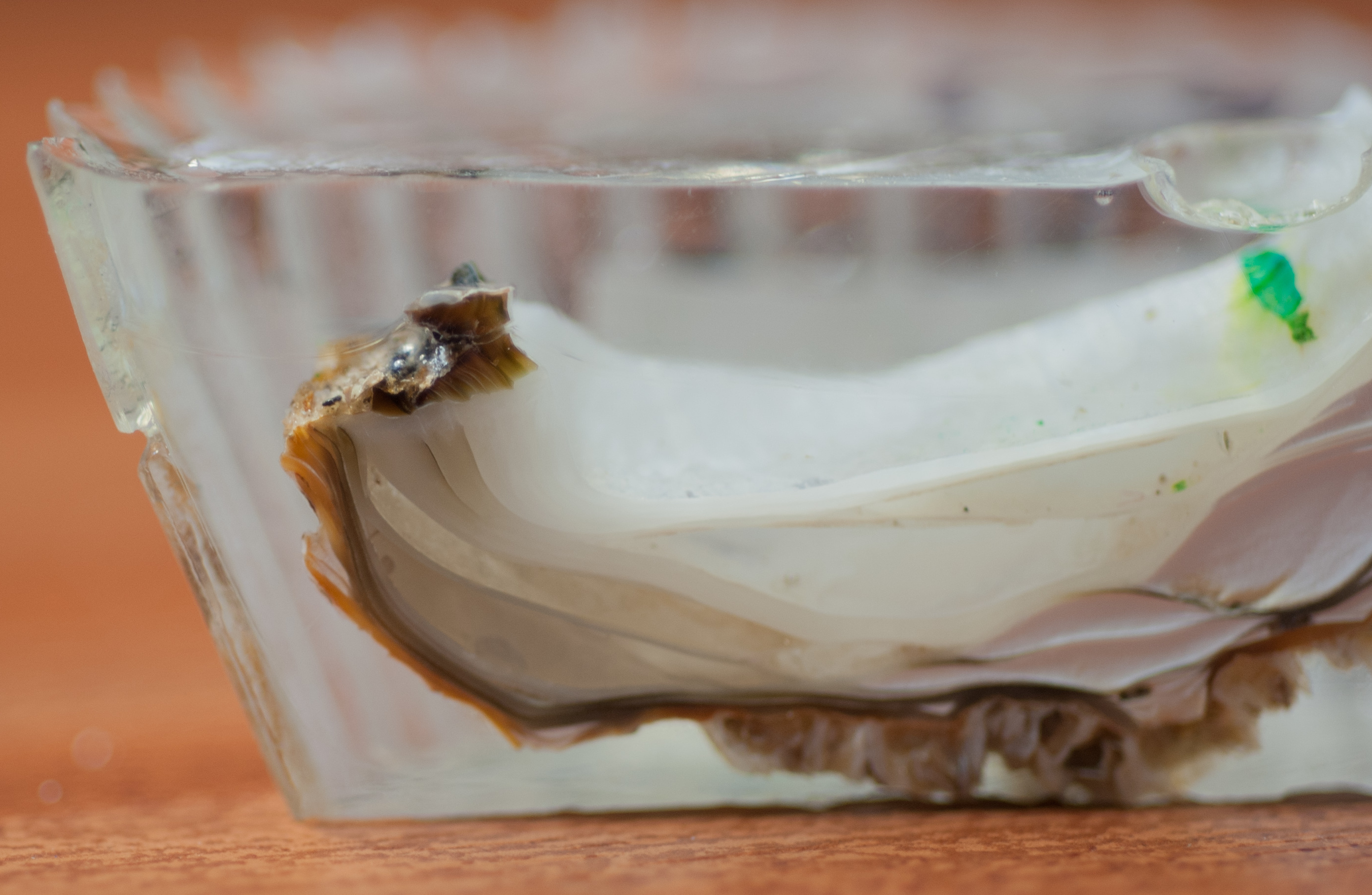 Shell of the oyster Ostrea edulis, embedded in resin and sectioned to ...