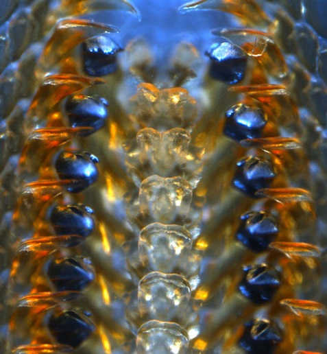 Chiton radula (Chaetopleura articulata) capped with magnetite – Anatomy ...