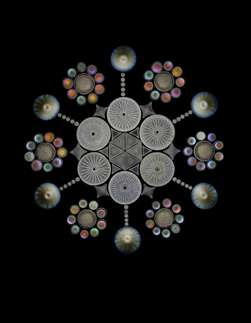 Feeding an ocean: diatoms – Anatomy To You