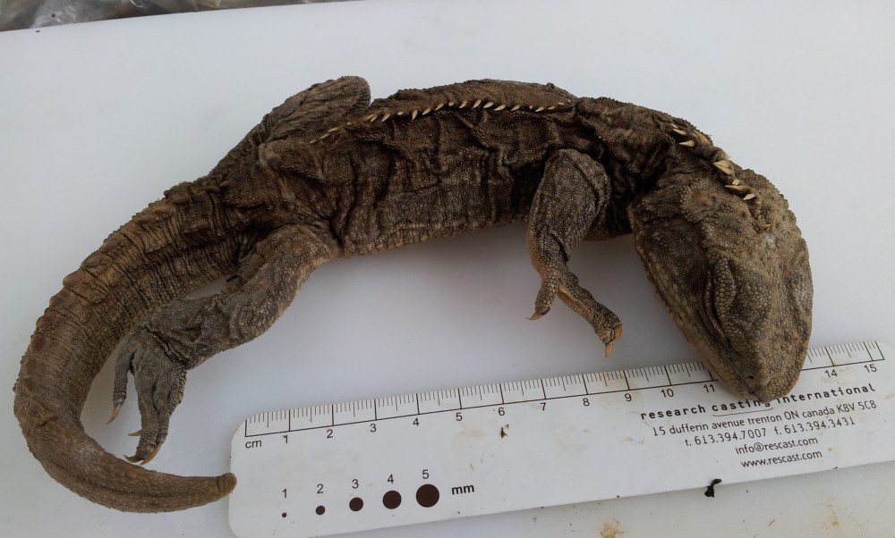 In focus: How the tuatara got its knees – Anatomy To You
