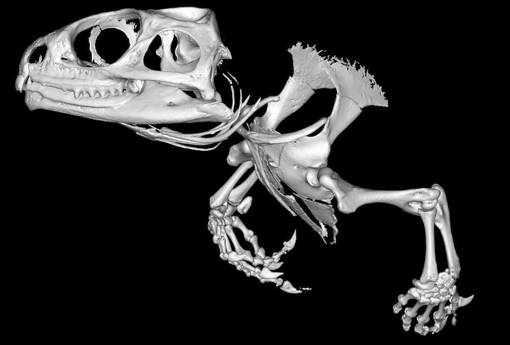 In focus: How the tuatara got its knees – Anatomy To You