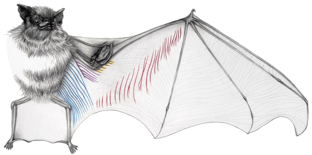In Focus: Innovations in bats’ skin helped flying mammals take off ...