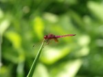 Dragonfly eyes detect up to 30 different ‘colours’ – Anatomy To You