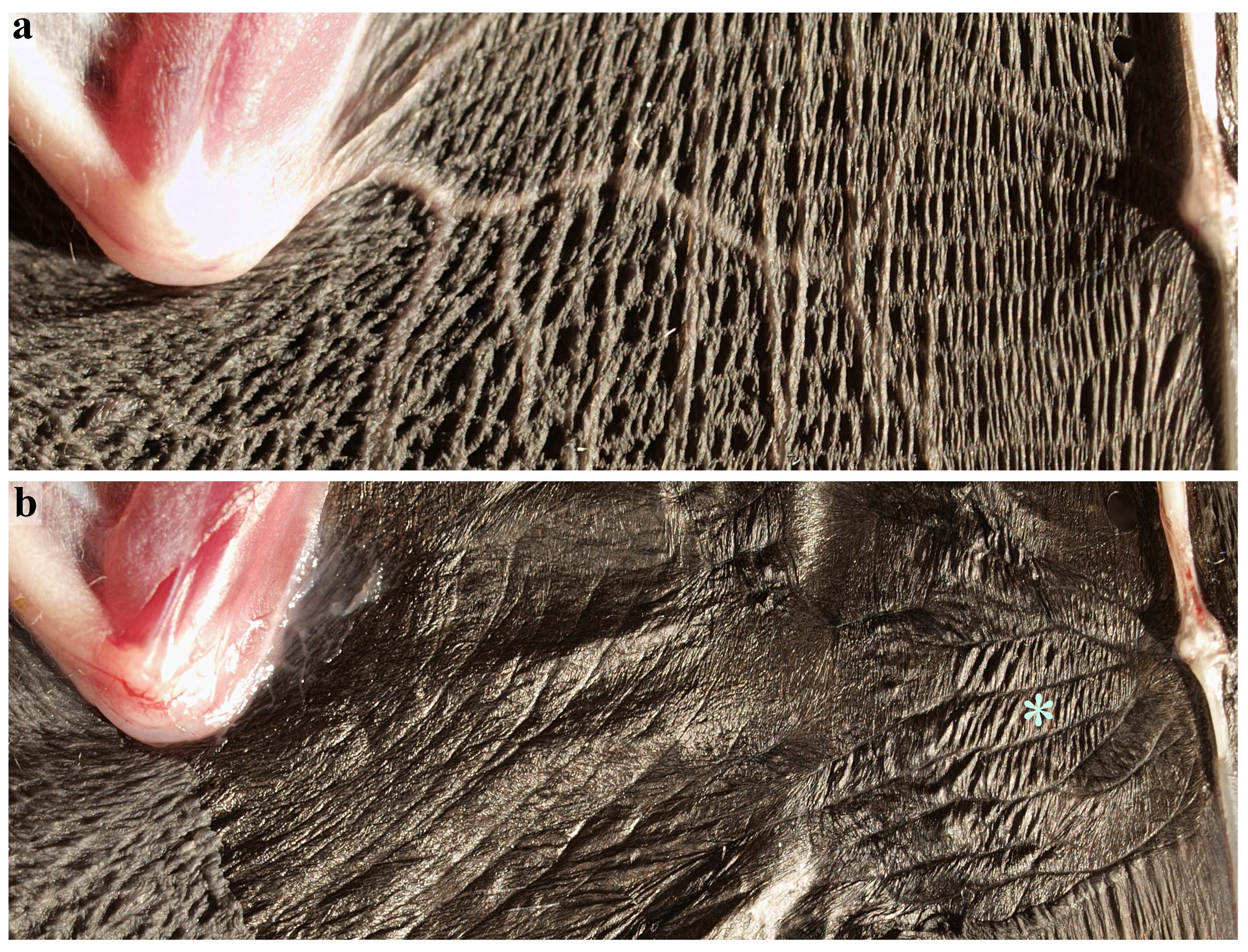 In Focus: Innovations in bats’ skin helped flying mammals take off ...