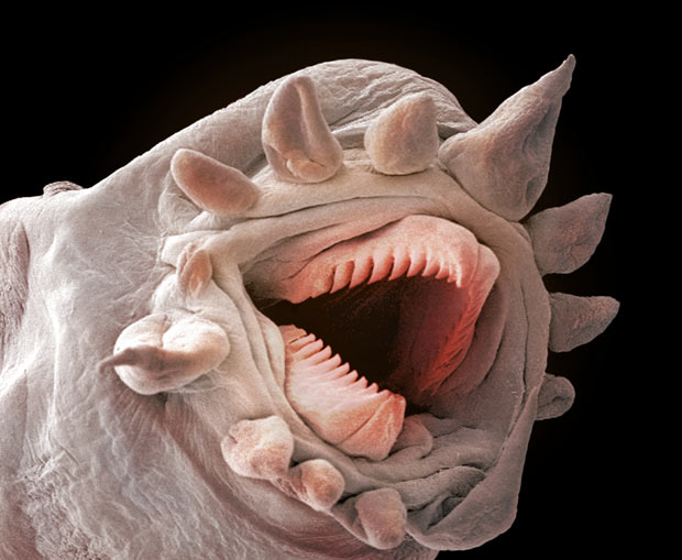 #wormwednesday: Scale worm jaws reveal cannibalistic habits – Anatomy ...