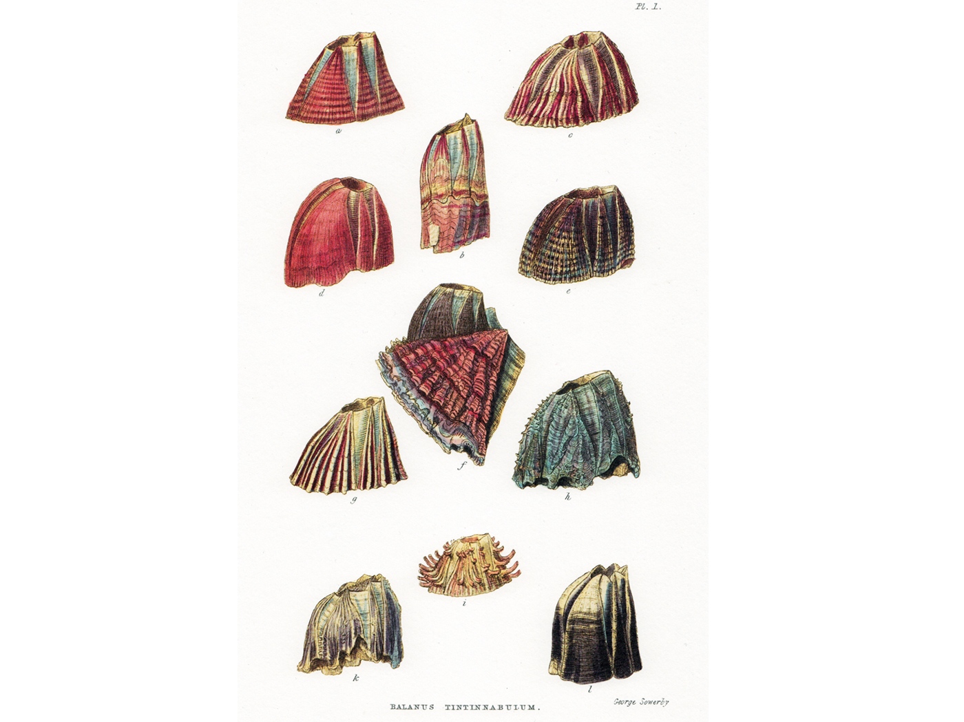 Happy #DarwinDay! Celebrating Charles’s 207th birthday with his ...