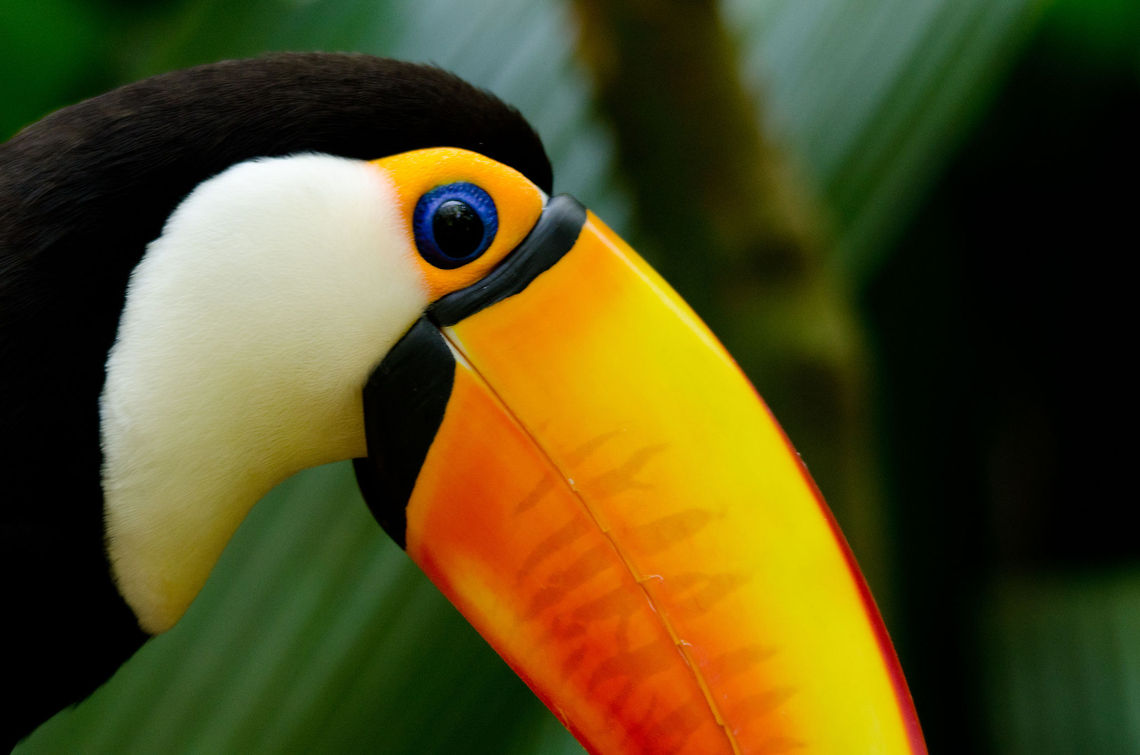 ‘Sandwich’ microstructure of the toucan’s beak provides lightweight ...