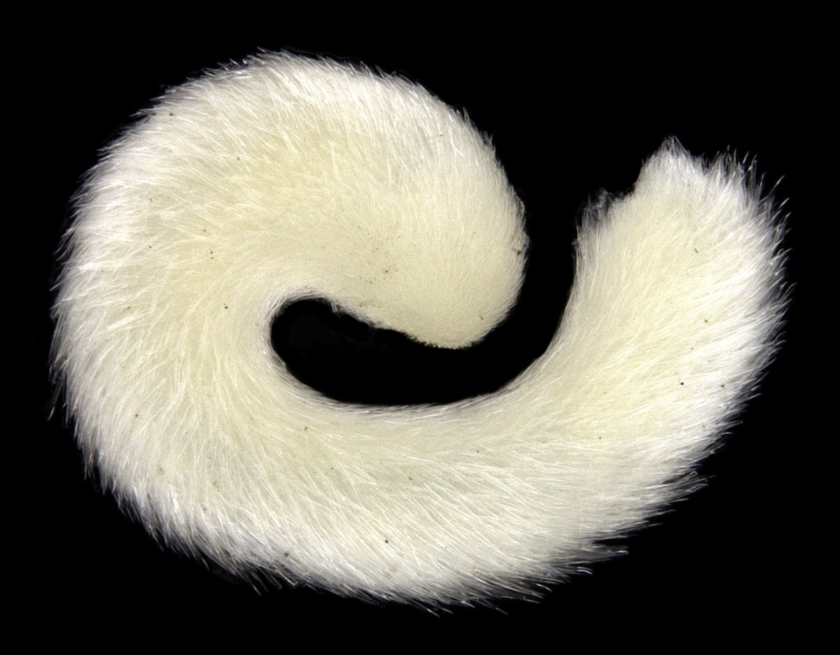 A fluffy mammal? A furry tail? Believe it or not, this is a mollusc ...