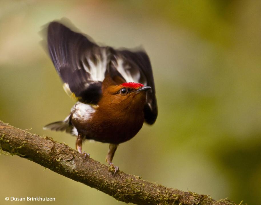 Manakin birds have evolved bones and muscles adapted for elaborate ...