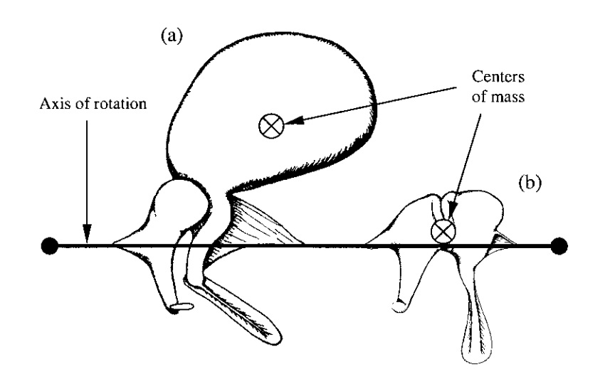 In Focus: Can golden moles hear the earth move with a Thor-like ‘hammer ...