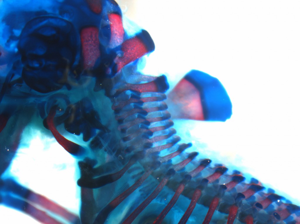 Cartilage and encroaching bone in the developing mouse skeleton ...