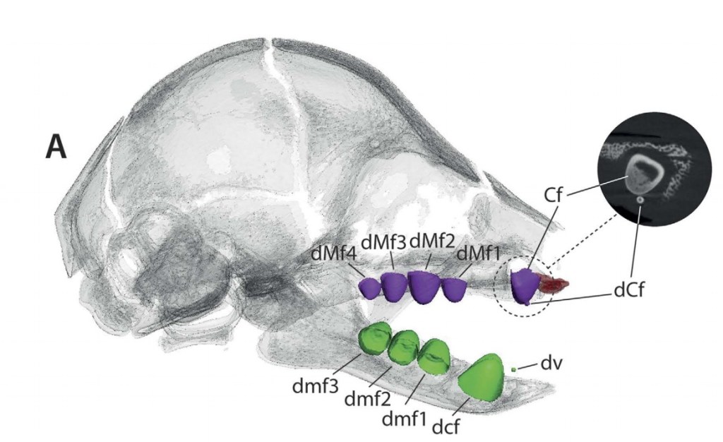Sloths’ mysterious teeth decoded – Anatomy To You