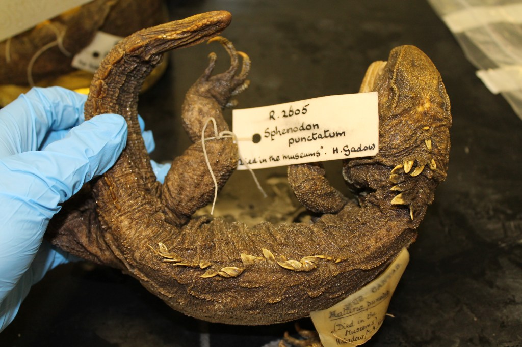 In focus: The big picture of little bones in tuatara – Anatomy To You