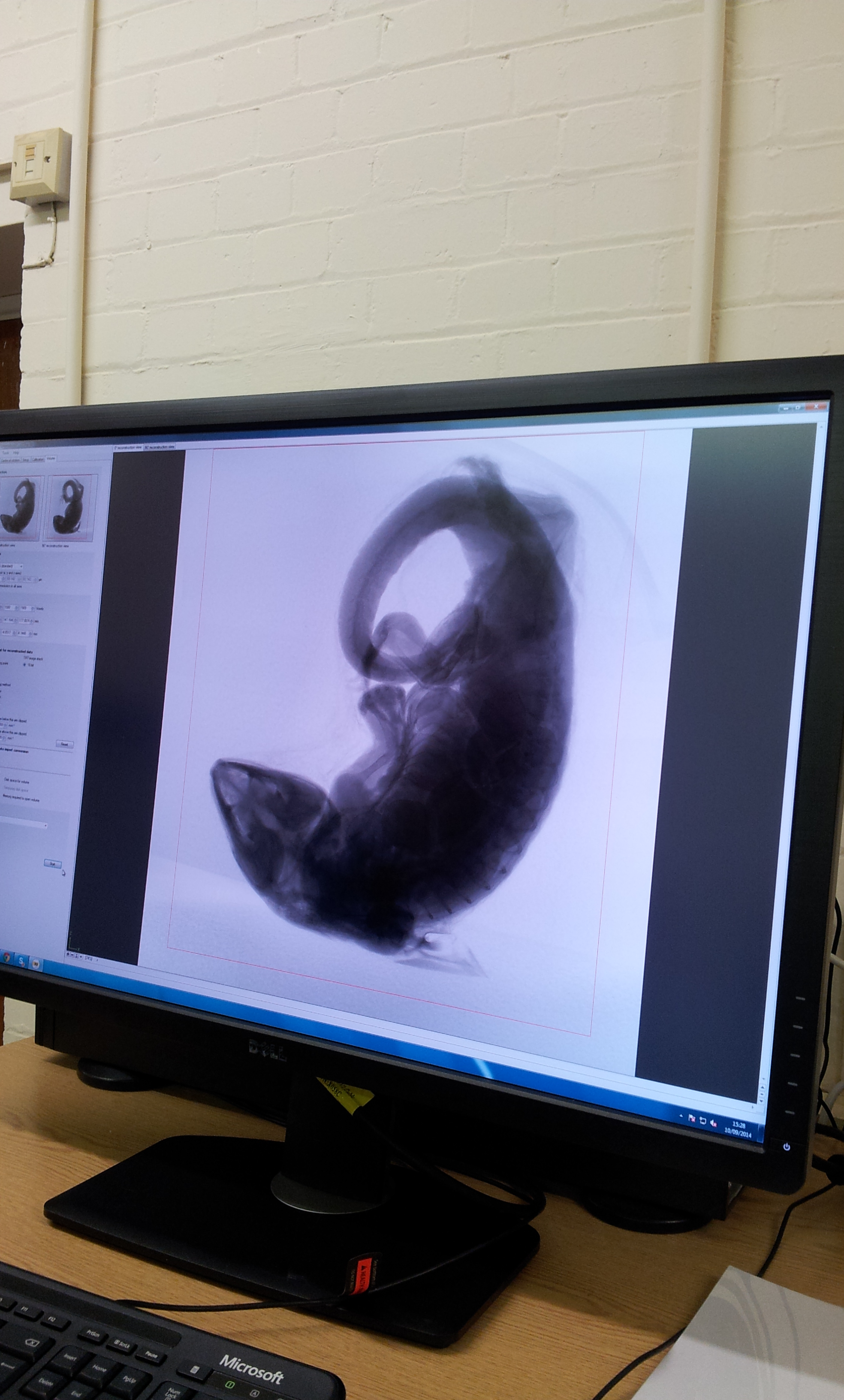 In focus: The big picture of little bones in tuatara – Anatomy To You