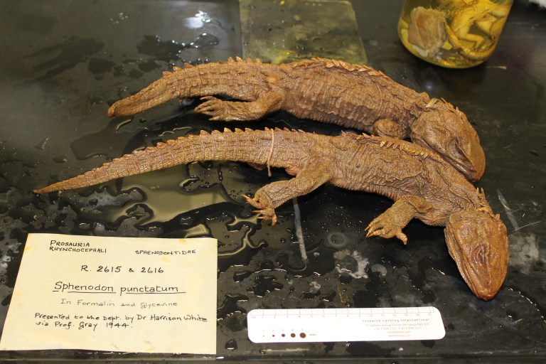 In focus: The big picture of little bones in tuatara – Anatomy To You