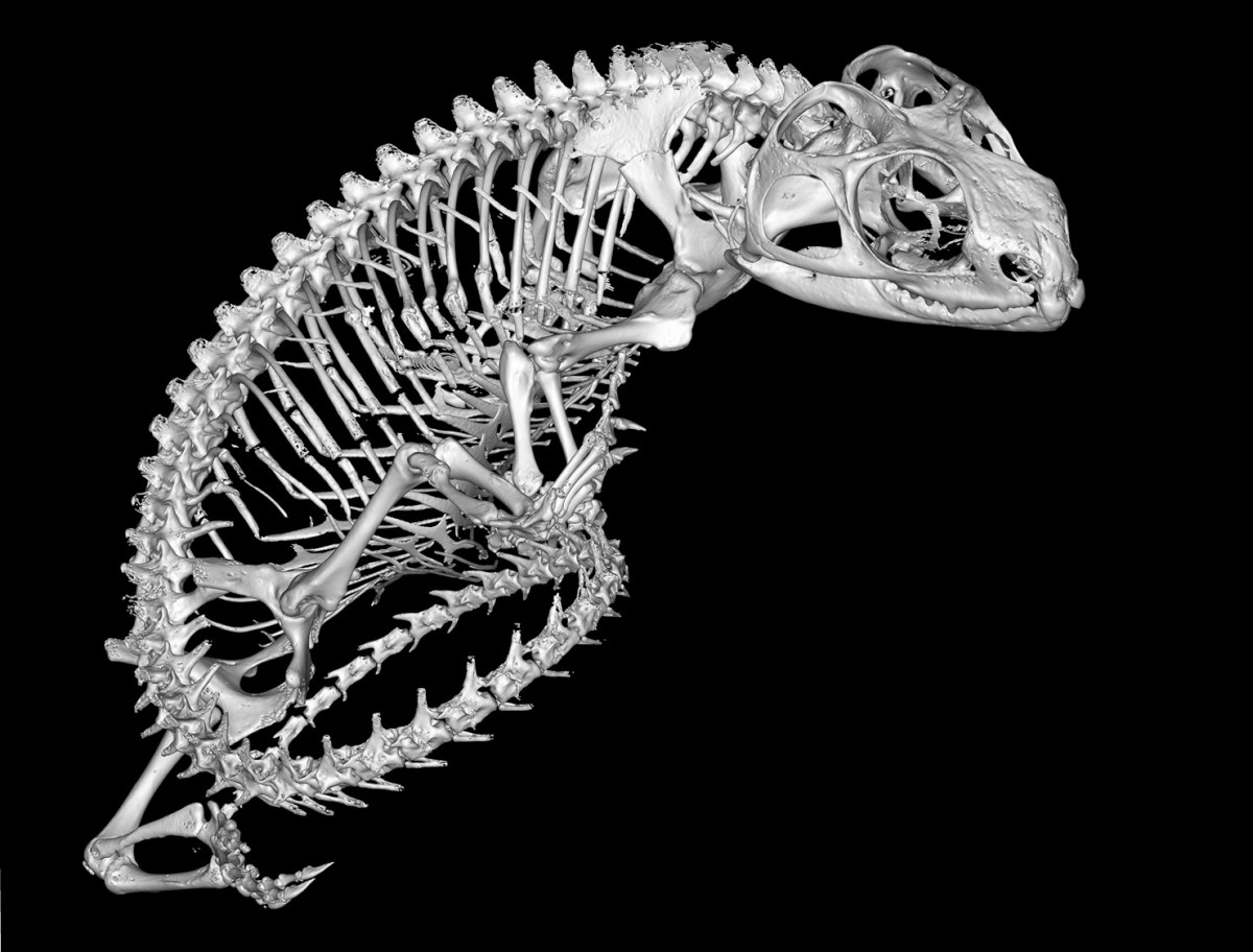 In focus: The big picture of little bones in tuatara – Anatomy To You