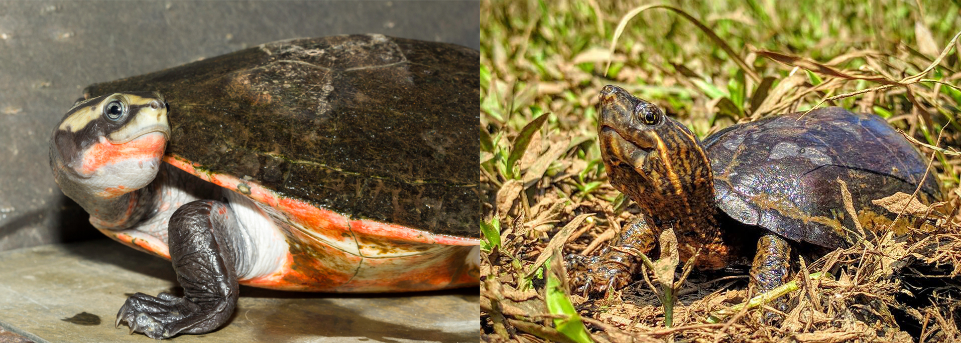 In focus: How much do turtles wiggle their hips? – Anatomy To You