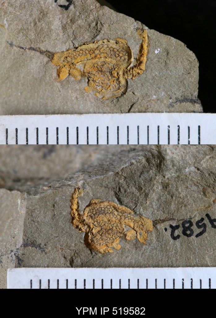 In focus: What’s so great about echinoderms? These 9 facts will make ...