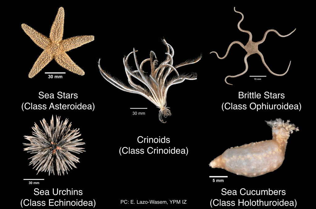 In focus: What’s so great about echinoderms? These 9 facts will make ...