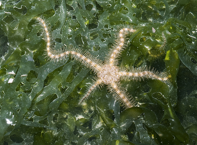 In focus: What’s so great about echinoderms? These 9 facts will make ...