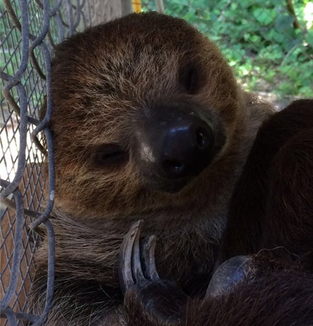 In focus: Do slow-moving animals have stiff backs? – Anatomy To You