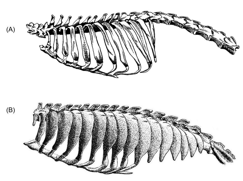 In focus: Do slow-moving animals have stiff backs? – Anatomy To You