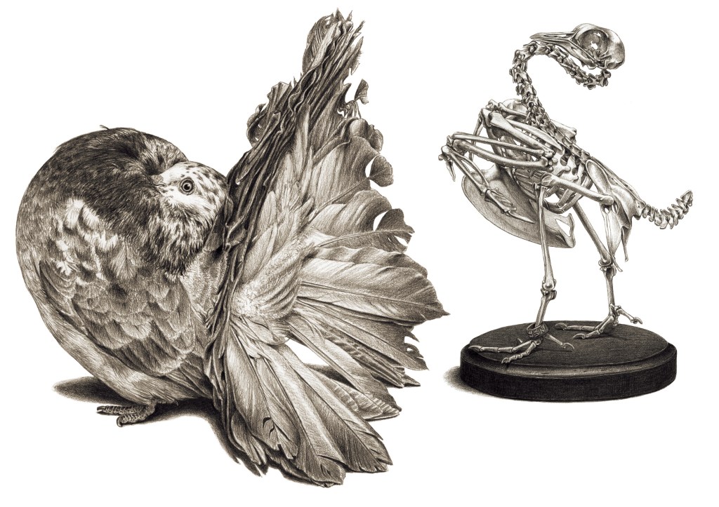 In focus: On fantails and first pages – Anatomy To You