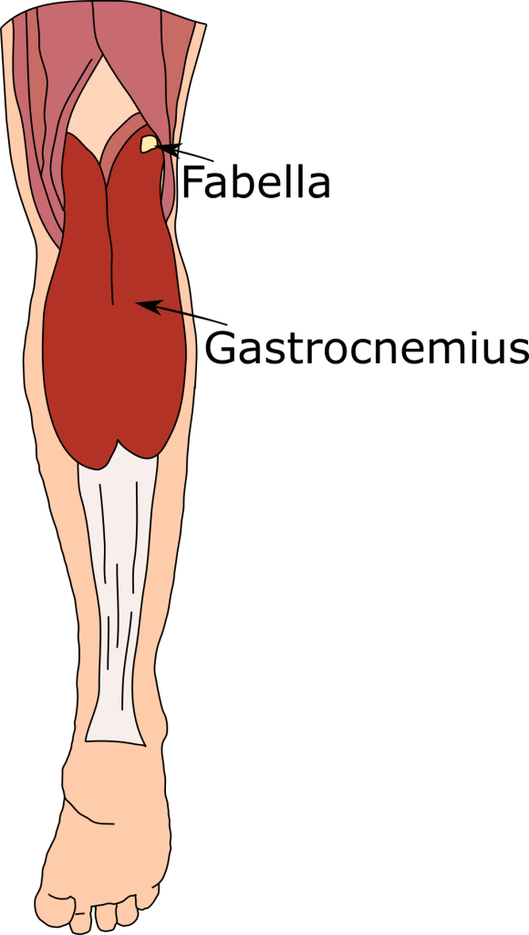 In focus: The fabella, the forgotten knee bone – Anatomy To You