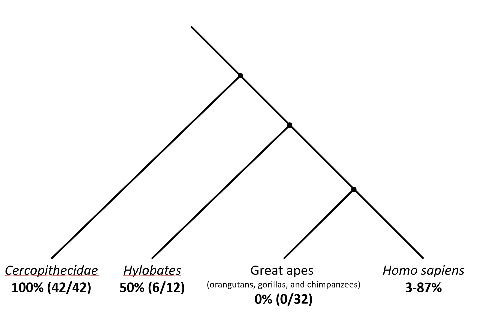 In focus: The fabella, the forgotten knee bone – Anatomy To You