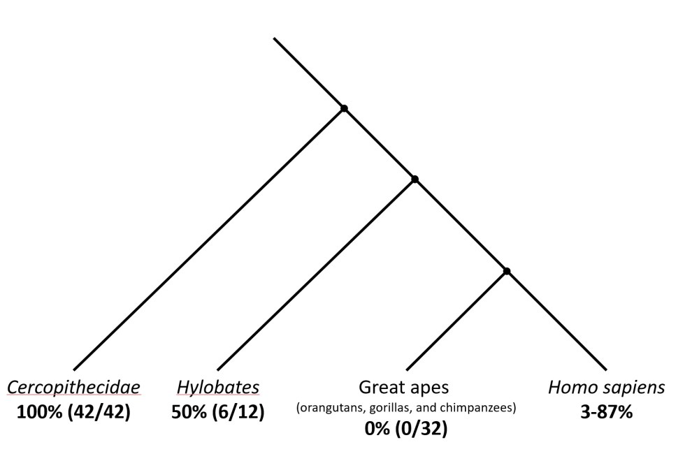 In focus: The fabella, the forgotten knee bone – Anatomy To You
