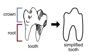 In focus: Your teeth are a sensory system – Anatomy To You