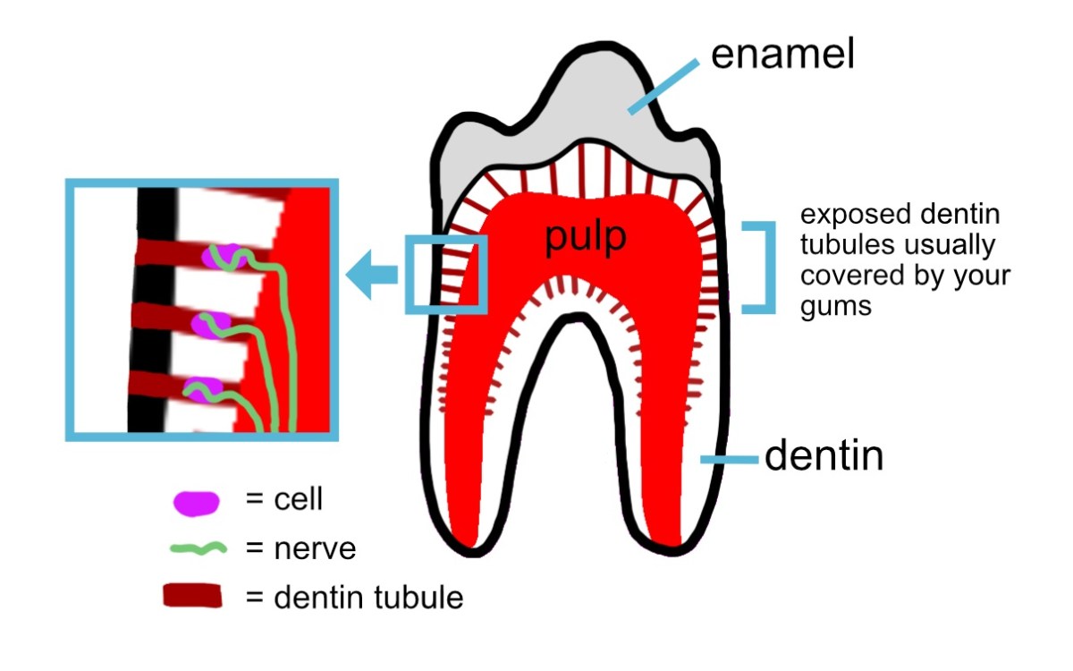 In focus: Your teeth are a sensory system – Anatomy To You