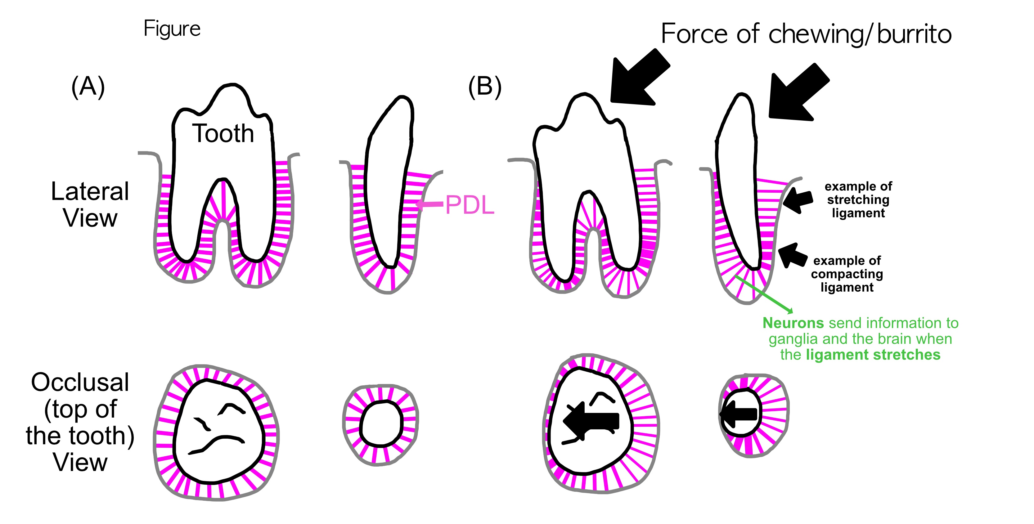 In focus: Your teeth are a sensory system – Anatomy To You